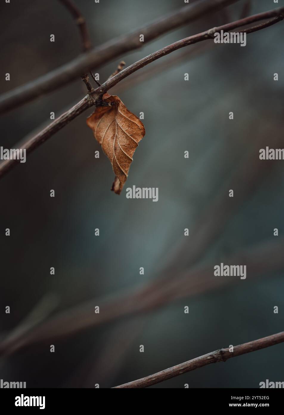 Lone curled dried brown leaf hanging on branch on a late autumn day ...