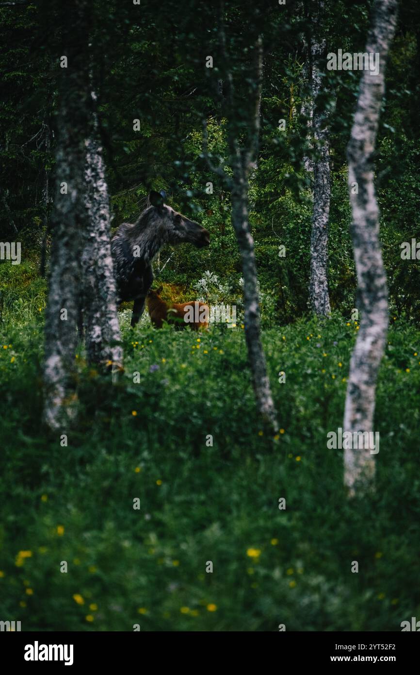 Moose cow and calf in birch forest Sweden Stock Photo - Alamy