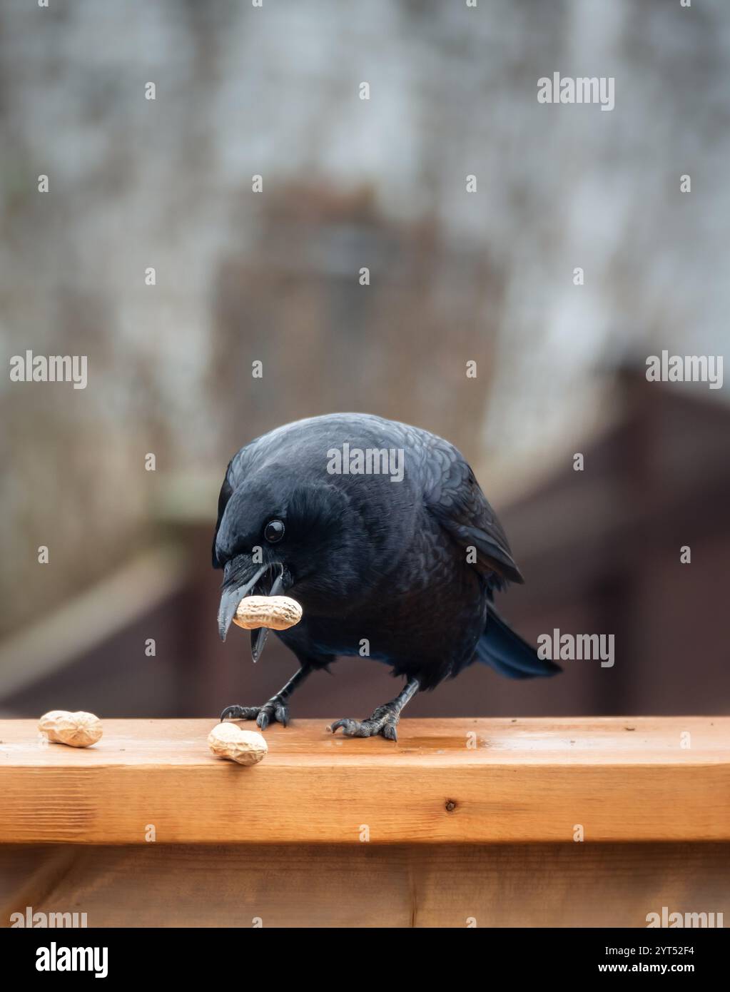 Crow eating peanuts hi-res stock photography and images - Alamy