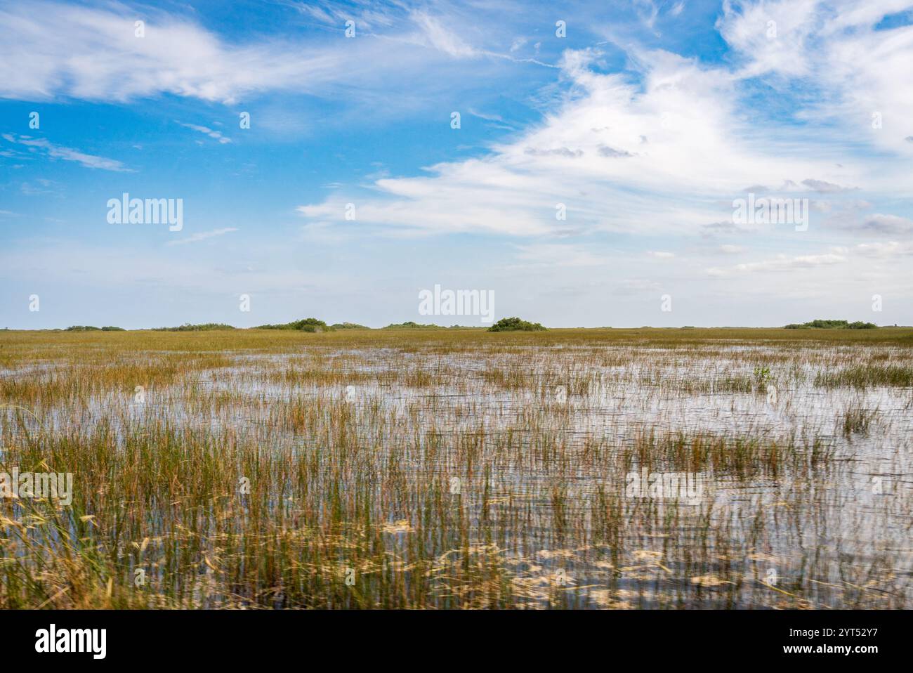 The Swamp land at Everglades National Park, Florida, United States ...