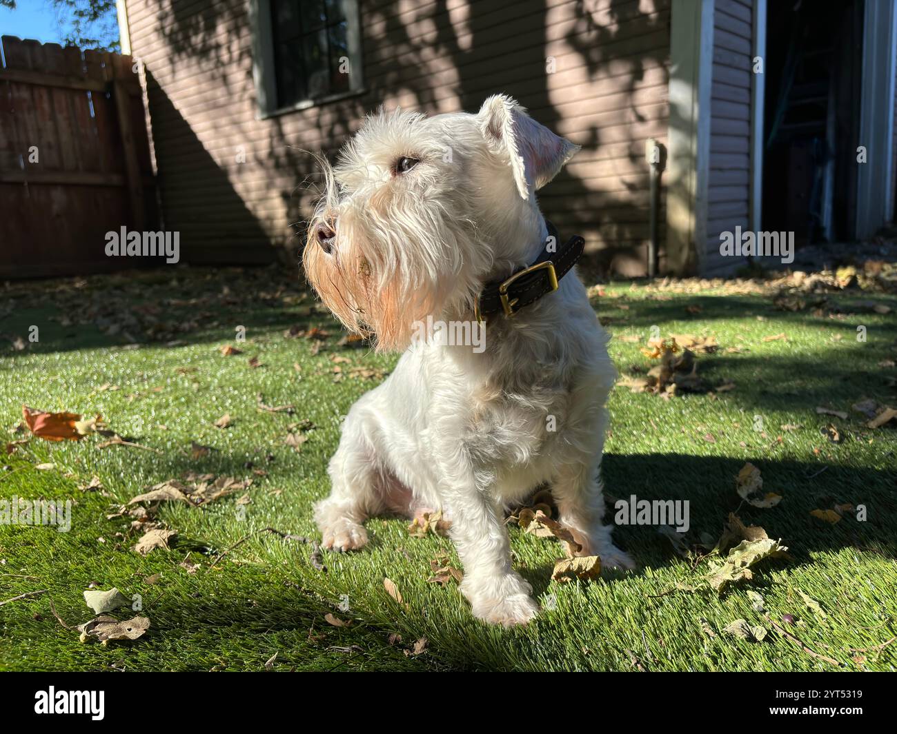 Miniature white schnauzer in hi-res stock photography and images - Alamy