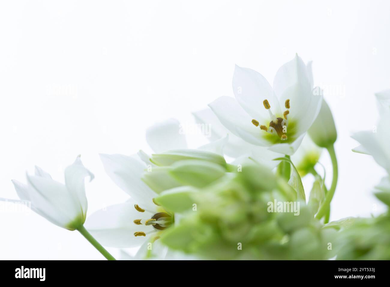 White wall and white giant pyrethrum flowers Stock Photo - Alamy