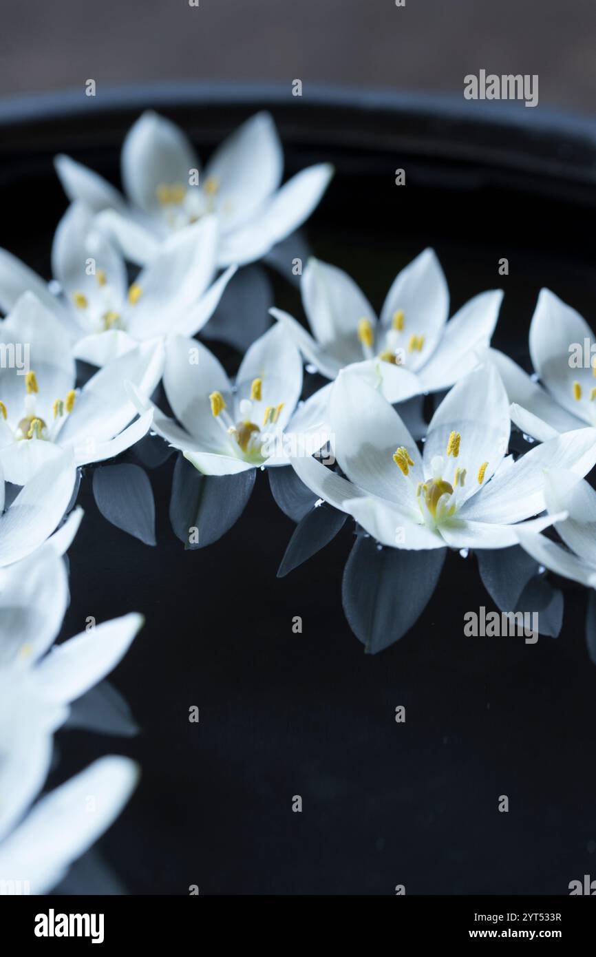 White giant pyrethrum flowers floating in black vase Stock Photo - Alamy