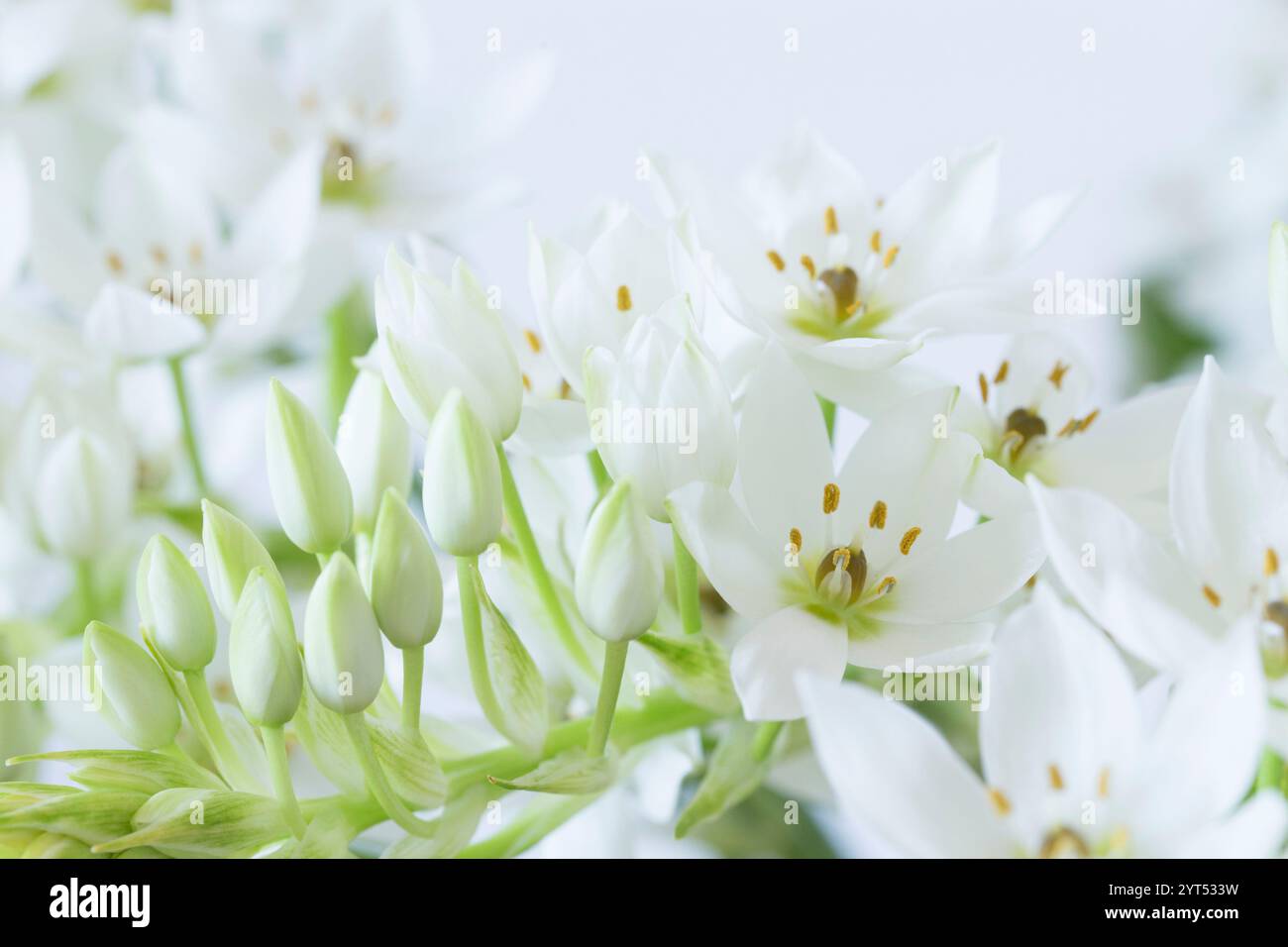 White wall and white giant pyrethrum flowers Stock Photo - Alamy