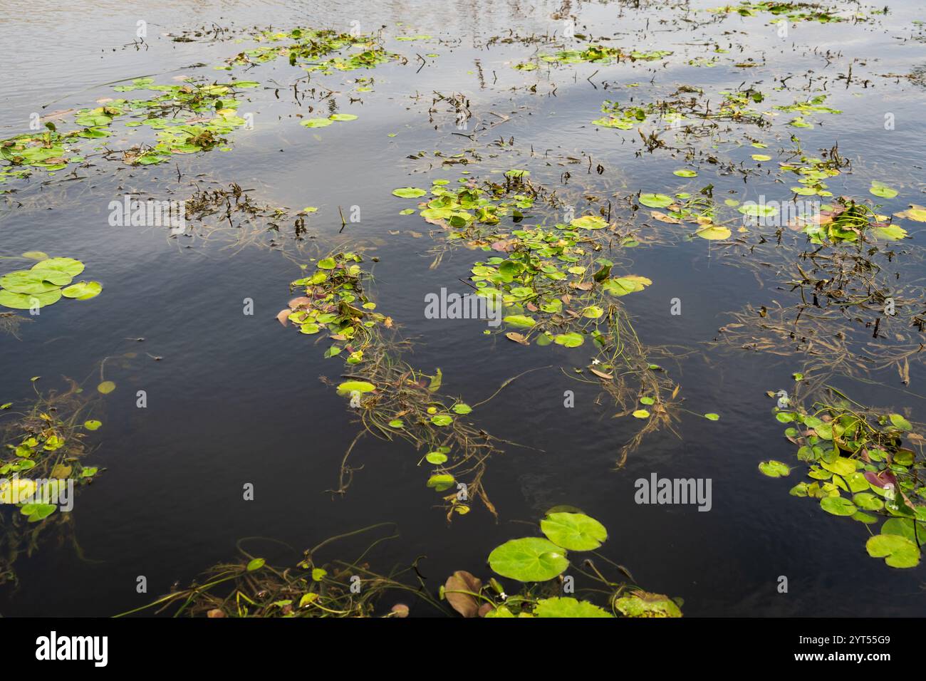 The Swamp land at Everglades National Park, Florida, United States ...