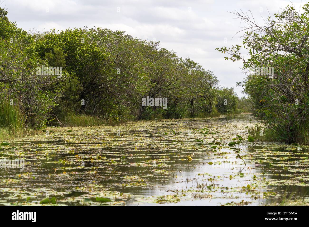 The Swamp land at Everglades National Park, Florida, United States ...