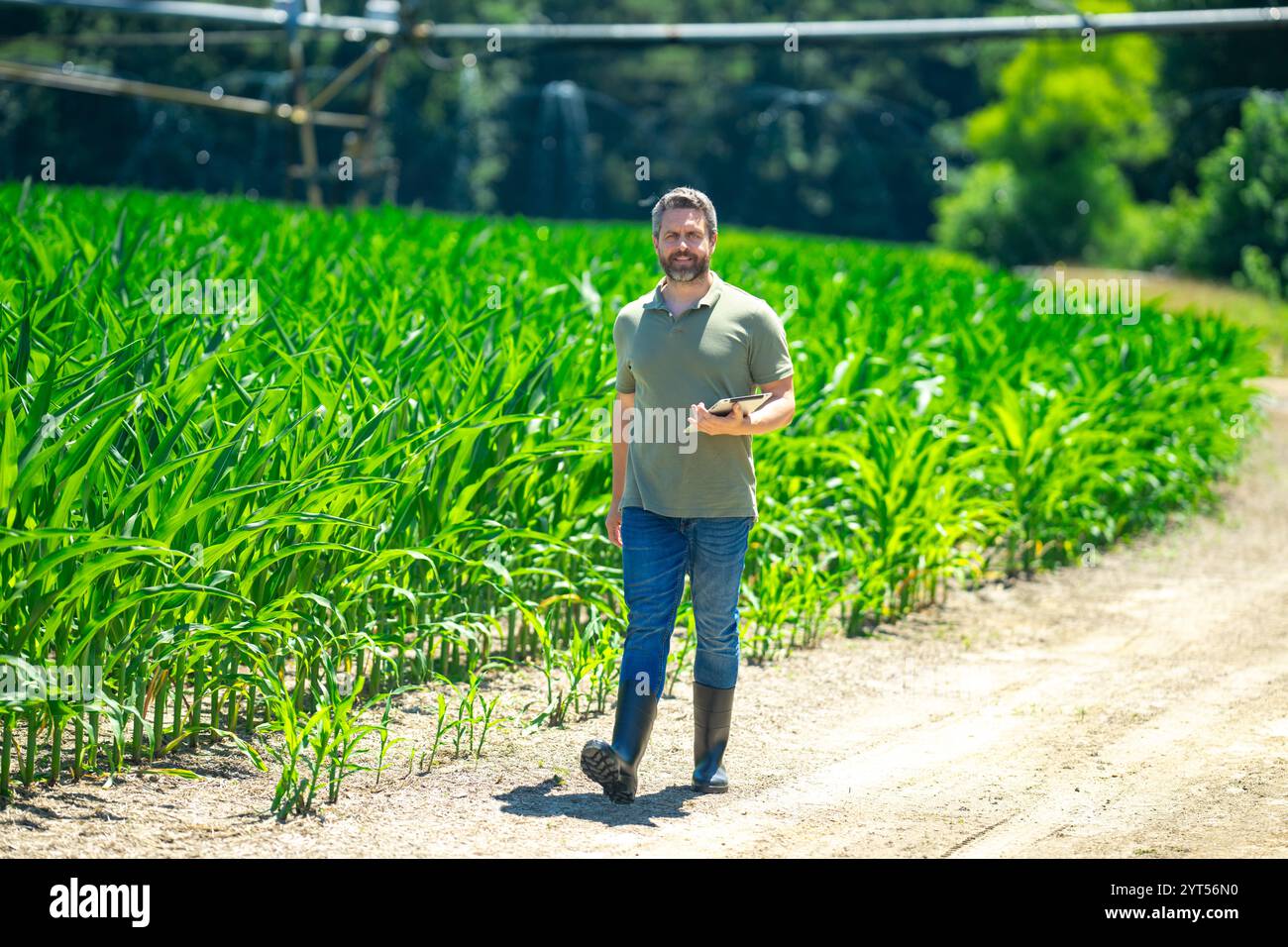 Farmer in corn plantation field. Man farmer in corn field examining ...