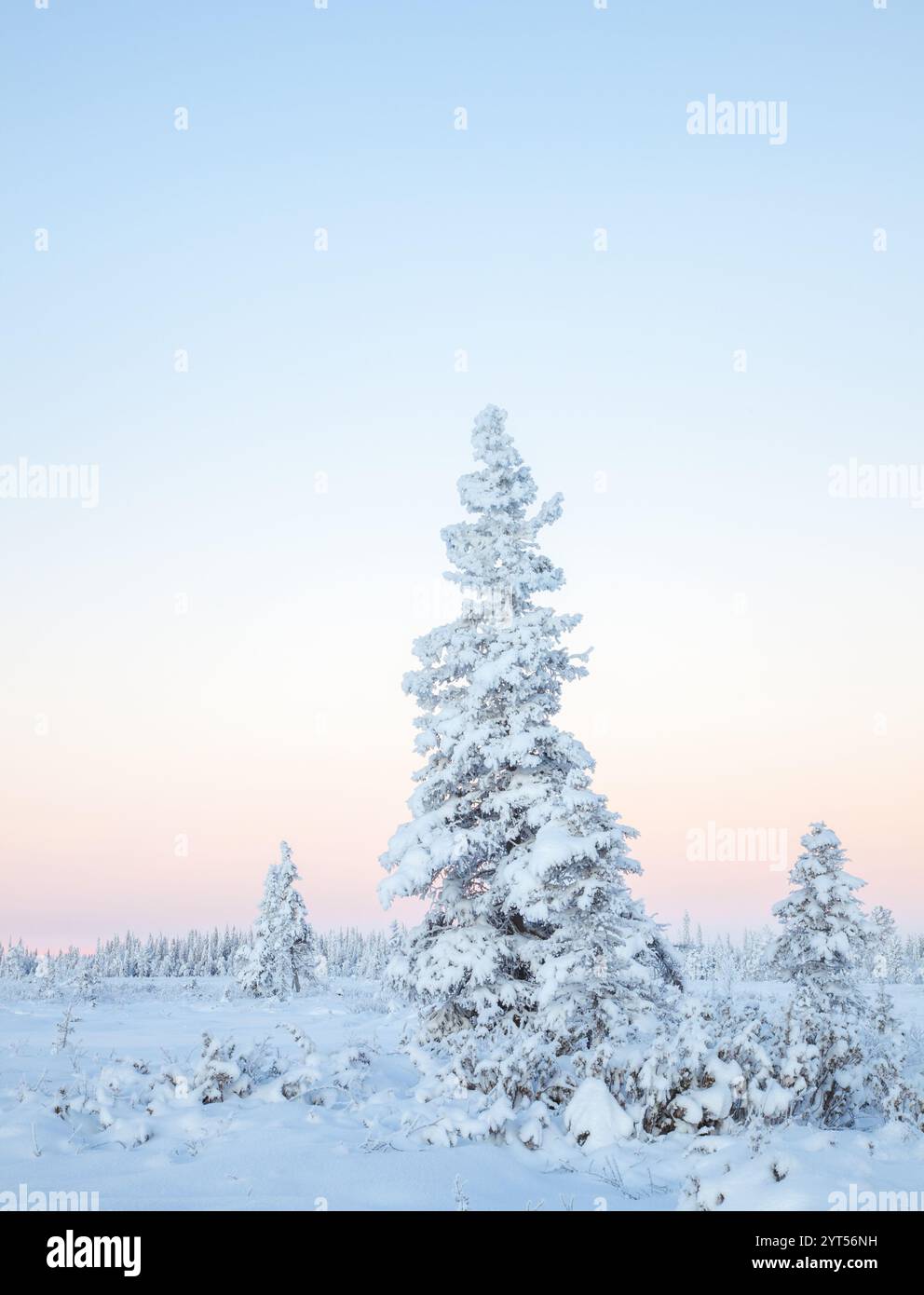 Blue spruce branches covered snow hi-res stock photography and images ...
