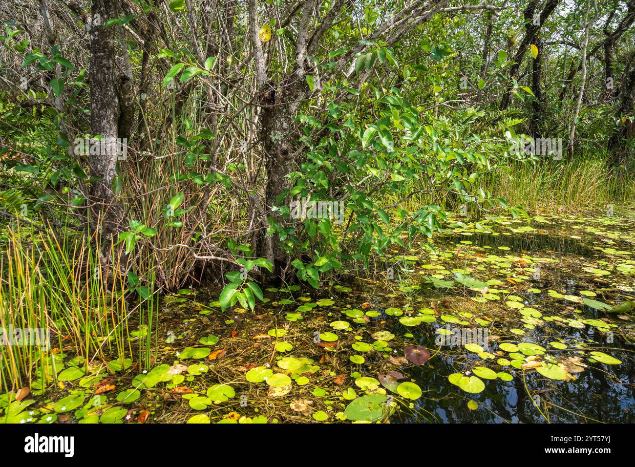 The Swamp land at Everglades National Park, Florida, United States ...