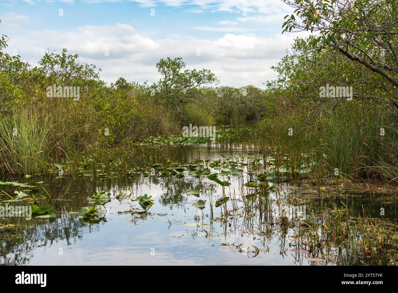 The Swamp land at Everglades National Park, Florida, United States ...