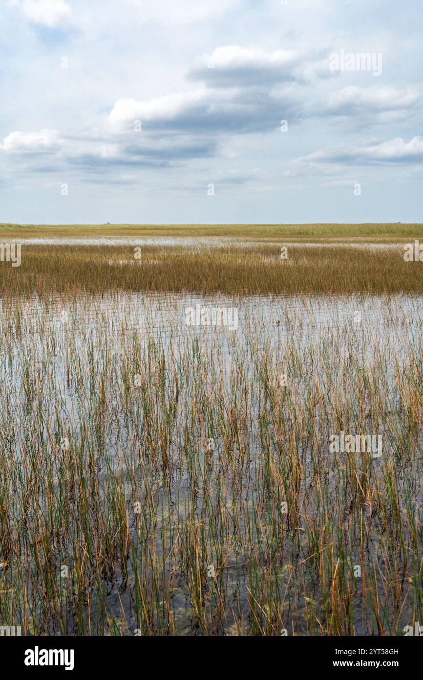 The Swamp land at Everglades National Park, Florida, United States ...