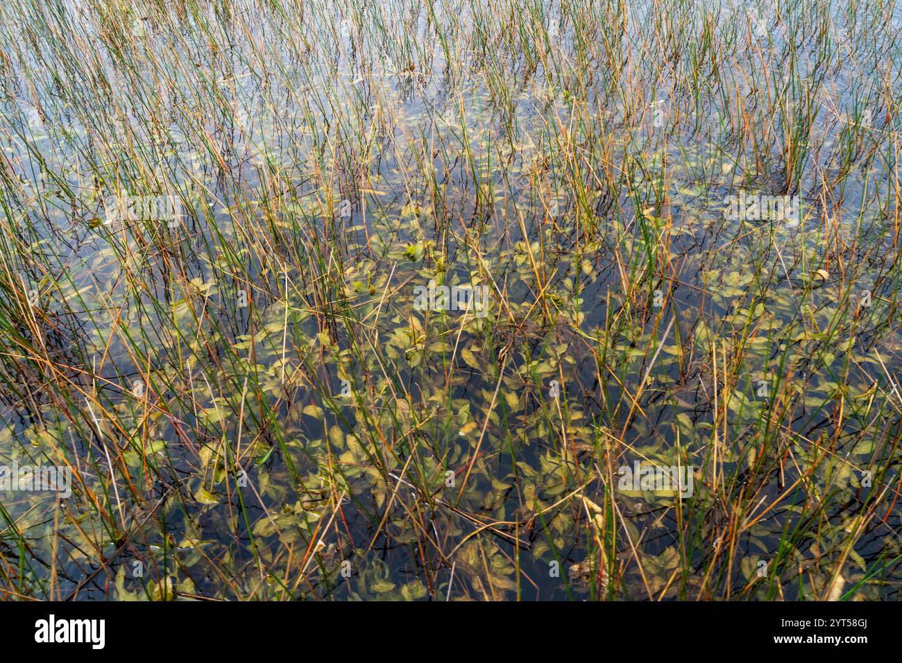 The Swamp land at Everglades National Park, Florida, United States ...