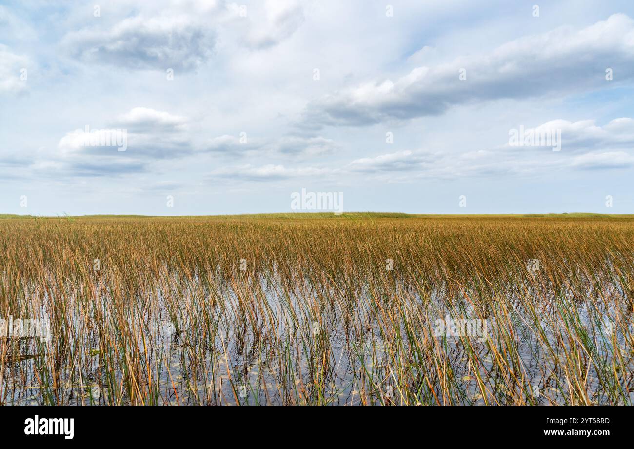 The Swamp land at Everglades National Park, Florida, United States ...