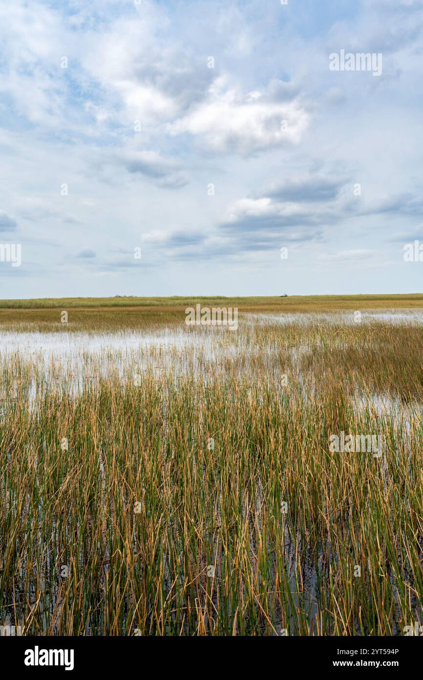 The Swamp land at Everglades National Park, Florida, United States ...
