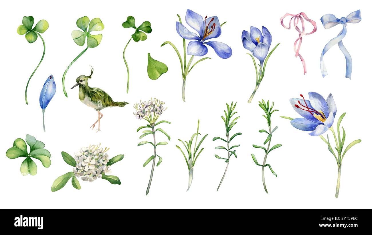Clover, crocus and wild rosemary watercolor clipart hand drawn. Set of ...