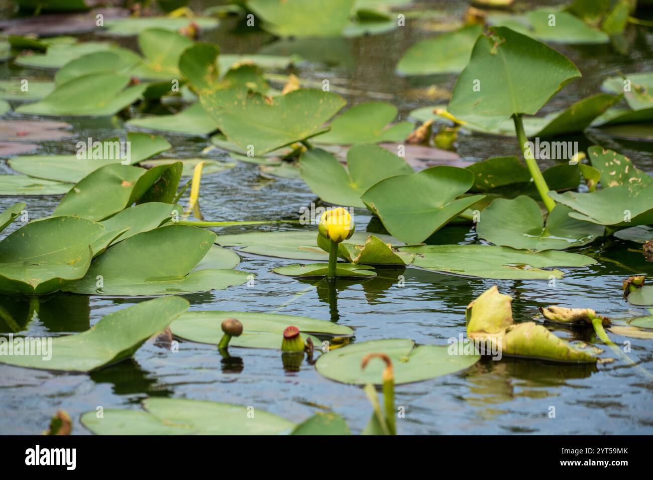The Swamp land at Everglades National Park, Florida, United States ...