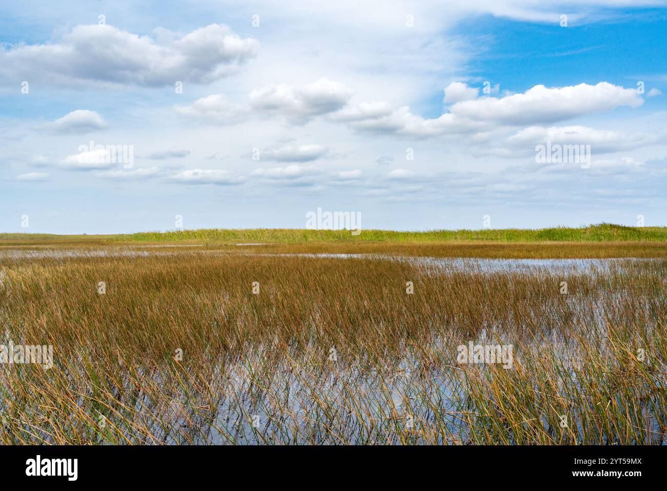 The Swamp land at Everglades National Park, Florida, United States ...