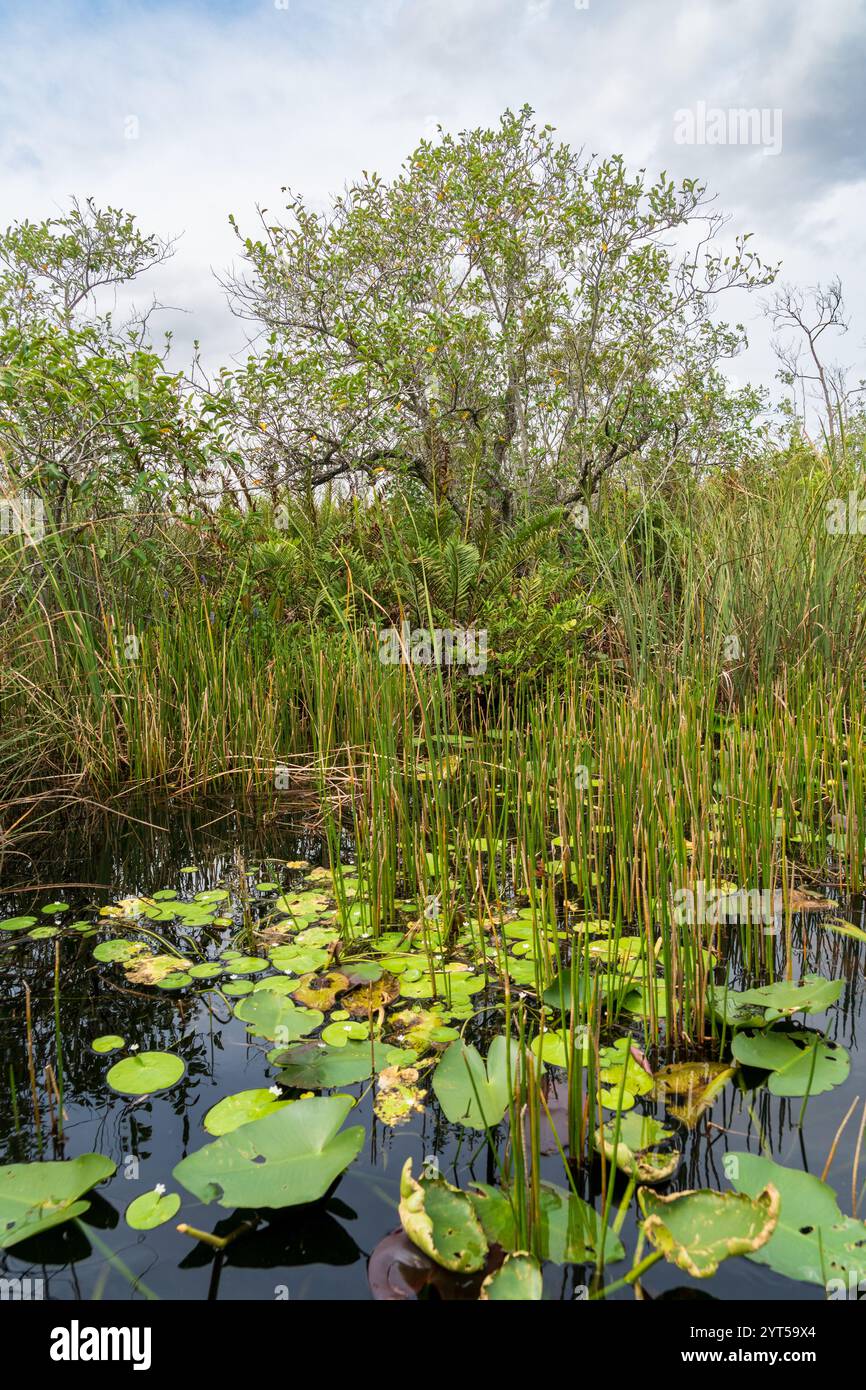 The Swamp land at Everglades National Park, Florida, United States ...