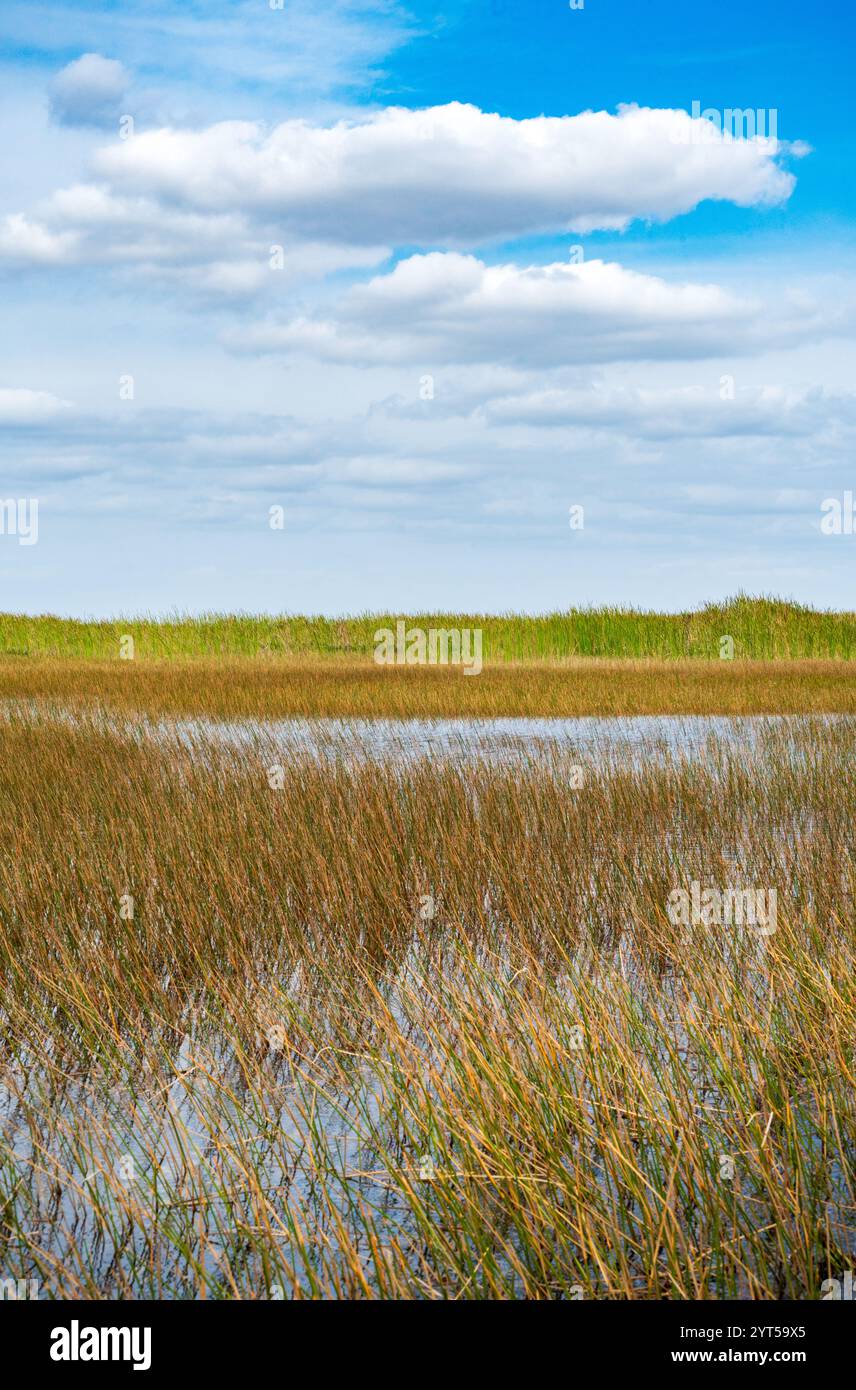The Swamp land at Everglades National Park, Florida, United States ...