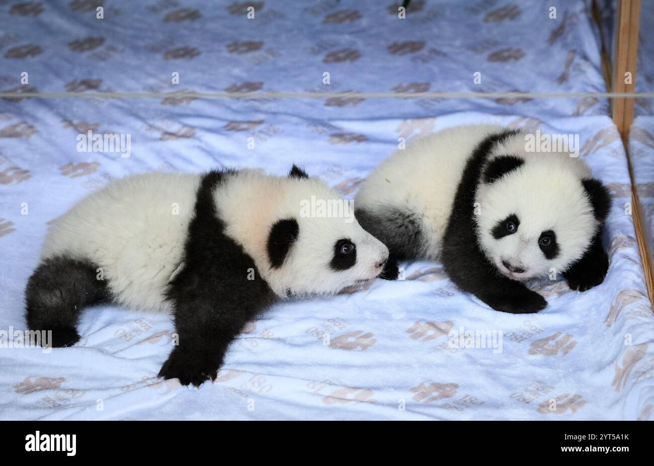 Berlin, Germany. 06th Dec, 2024. The panda twins lie in a bed at the ...