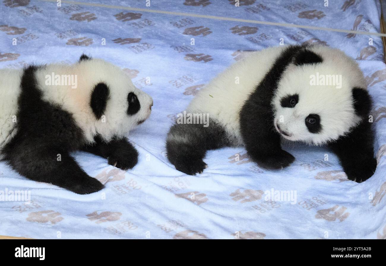 Berlin, Germany. 06th Dec, 2024. The panda twins lie in a bed at the ...