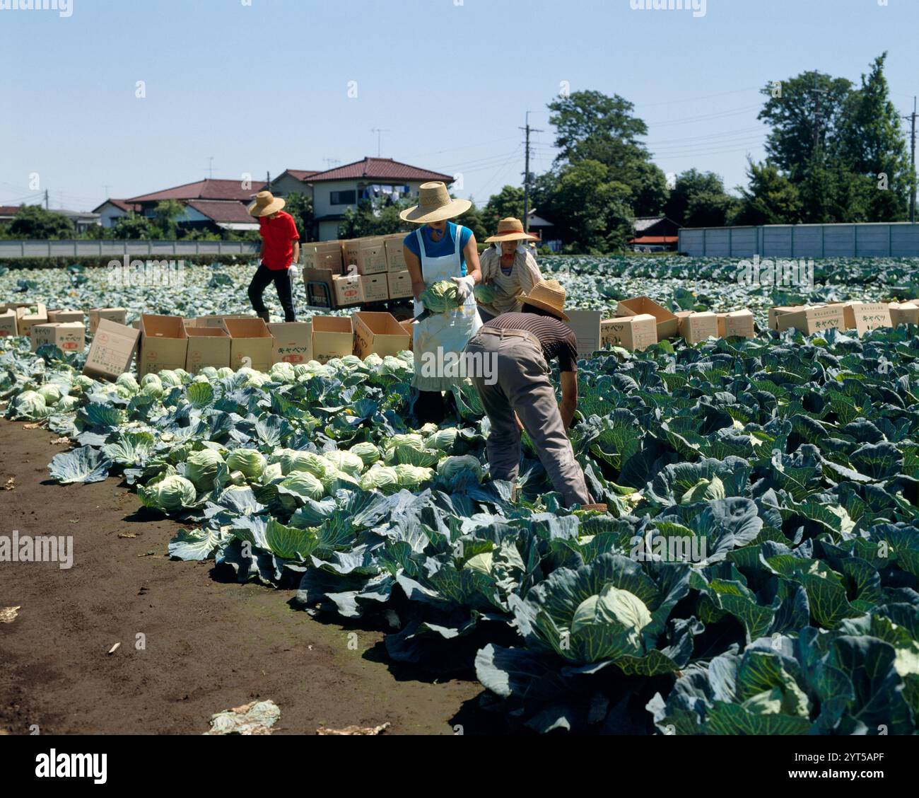 Harvest plant hi-res stock photography and images - Alamy