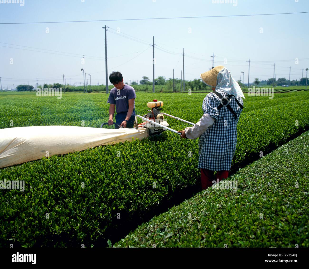 Japanese woman harvesting tea hi-res stock photography and images - Alamy