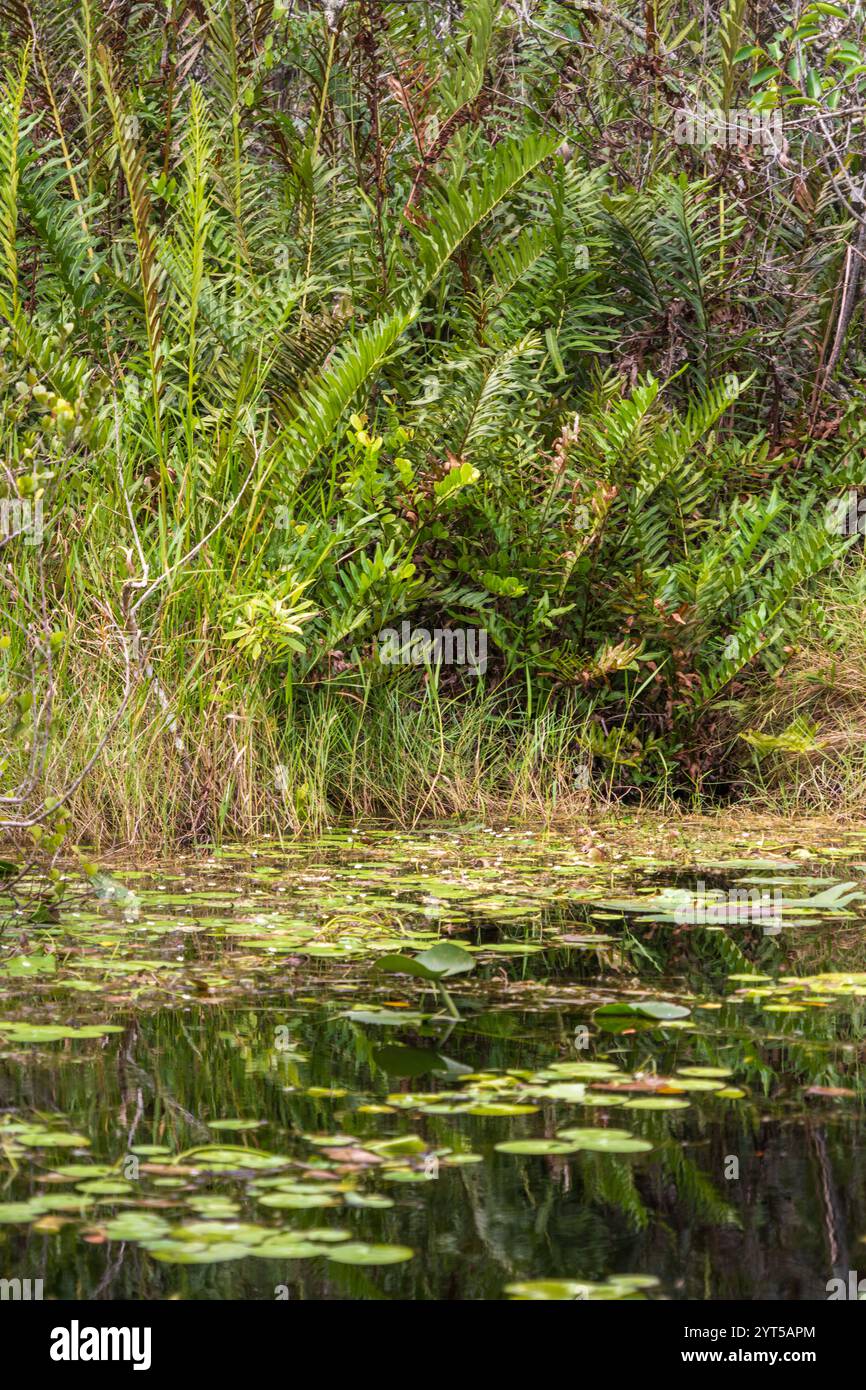 The Swamp land at Everglades National Park, Florida, United States ...