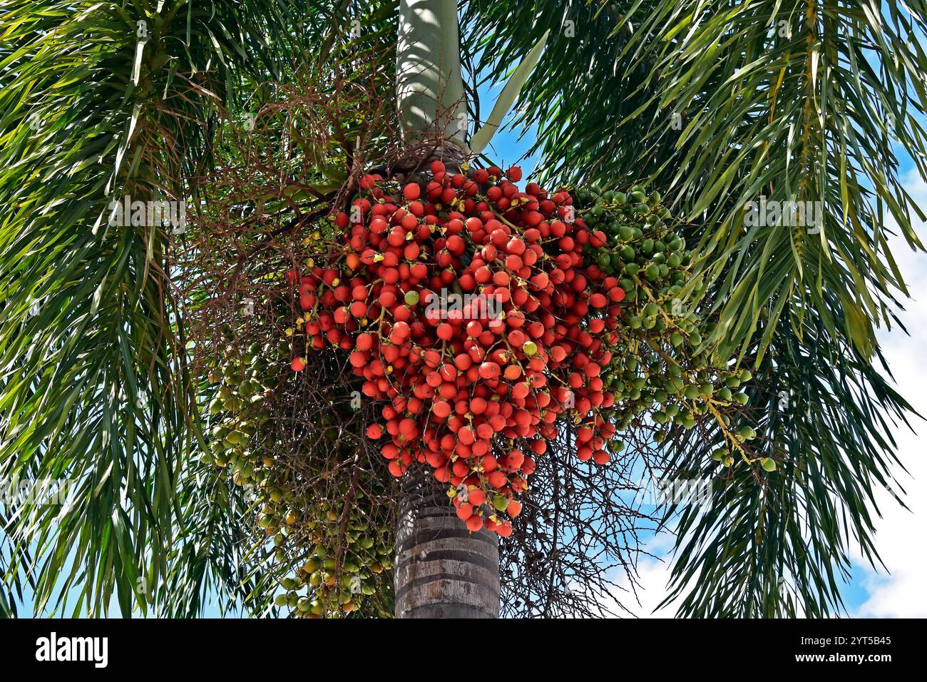 Palm tree fruits in Maracanã district, Rio de Janeiro, Brazil Stock ...
