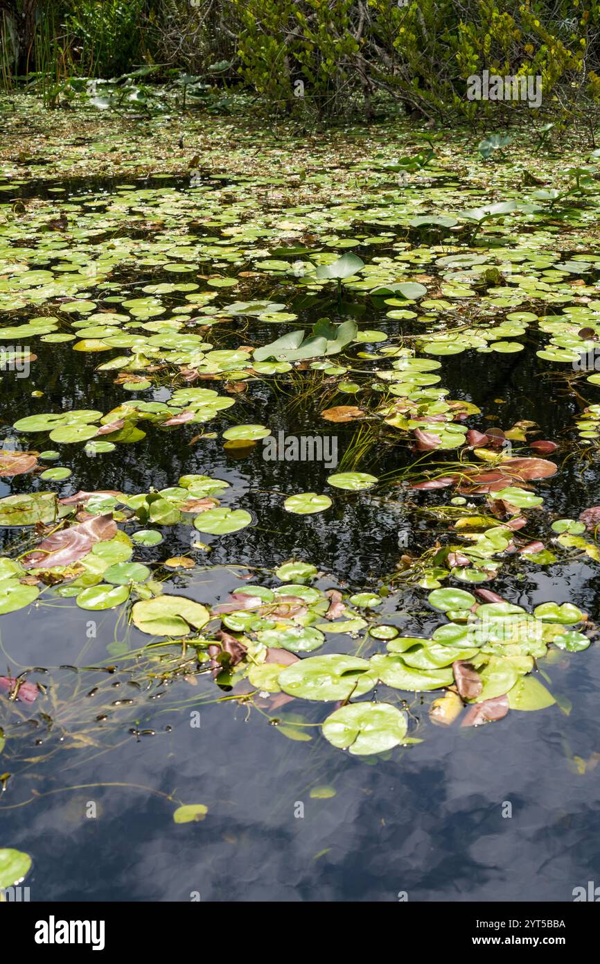 The Swamp land at Everglades National Park, Florida, United States ...
