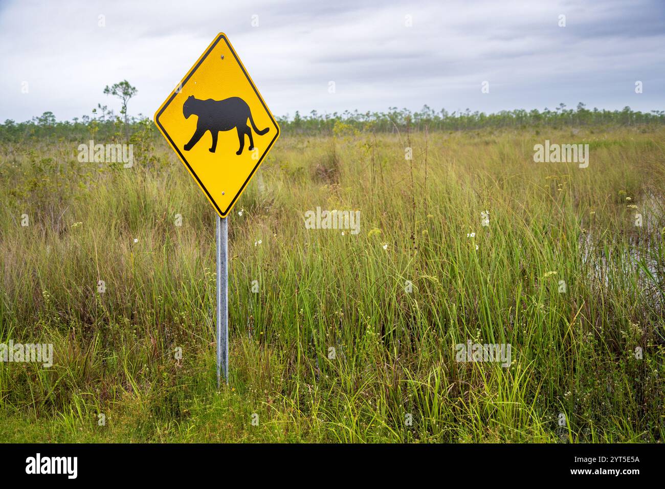 A Bobcat Warning Sign On Road, Everglades National Park, Florida ...