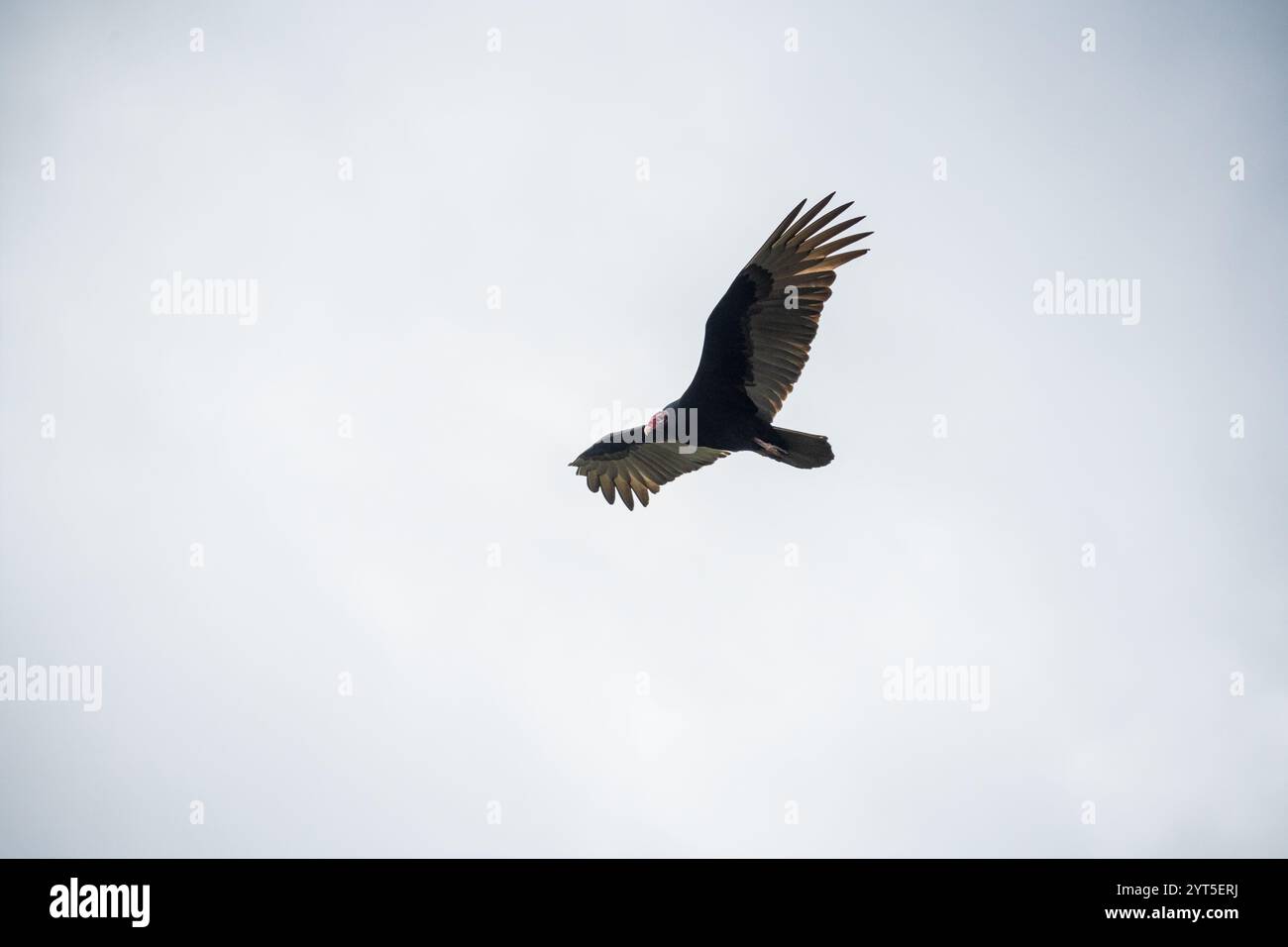 The Black Vultures at Everglades National Park, Florida, United States ...