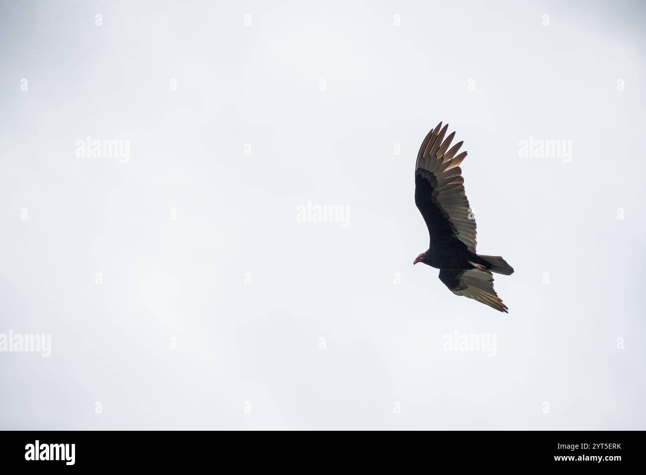 The Black Vultures at Everglades National Park, Florida, United States ...