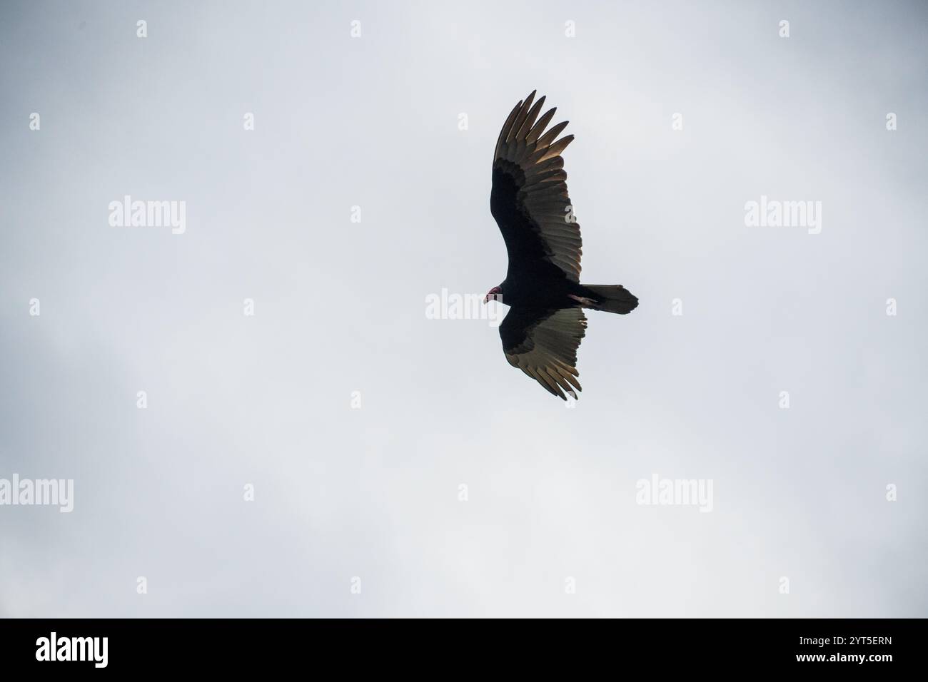 The Black Vultures at Everglades National Park, Florida, United States ...