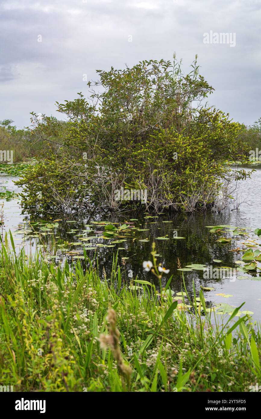The Swamp land at Everglades National Park, Florida, United States ...