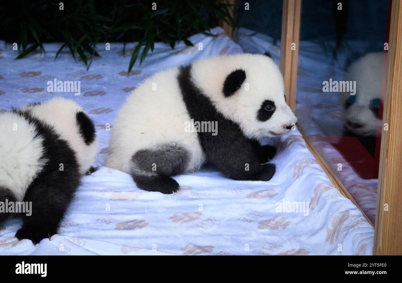 Berlin, Germany. 06th Dec, 2024. The panda twins lie in a bed at the ...