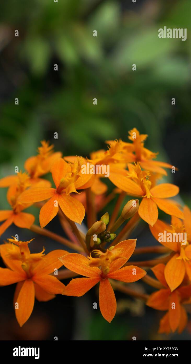 Close up Epidendrum radicans. This flower is one of the orchid species ...