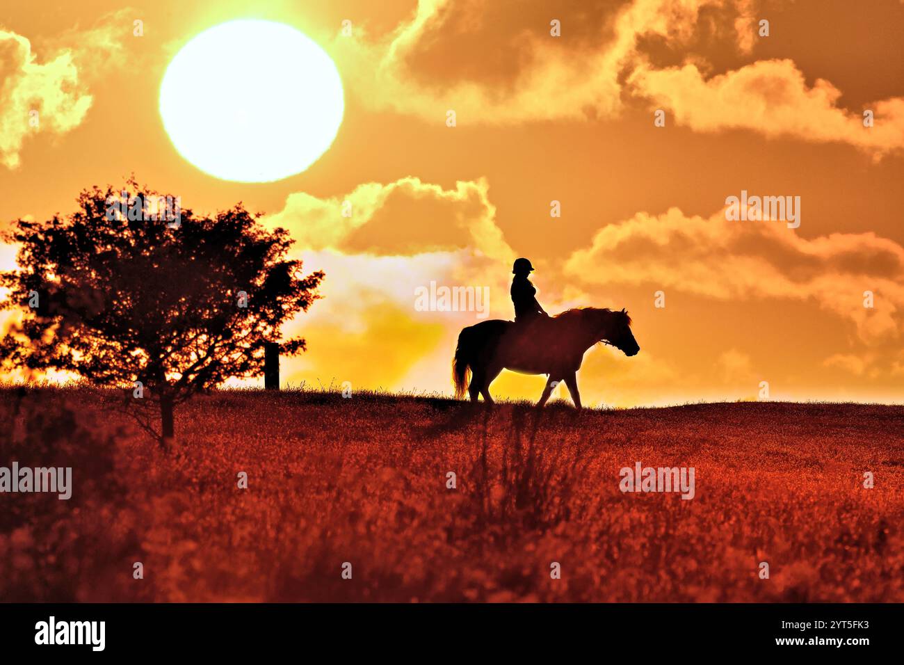 Sunset ride home to the stables after a hard days ride Stock Photo - Alamy