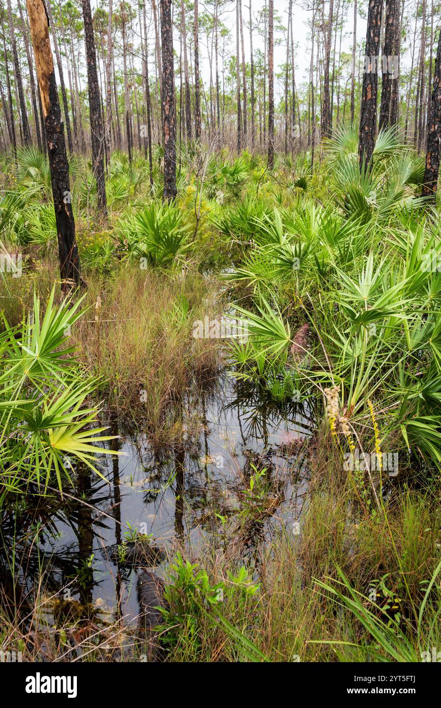 The Swamp land at Everglades National Park, Florida, United States ...