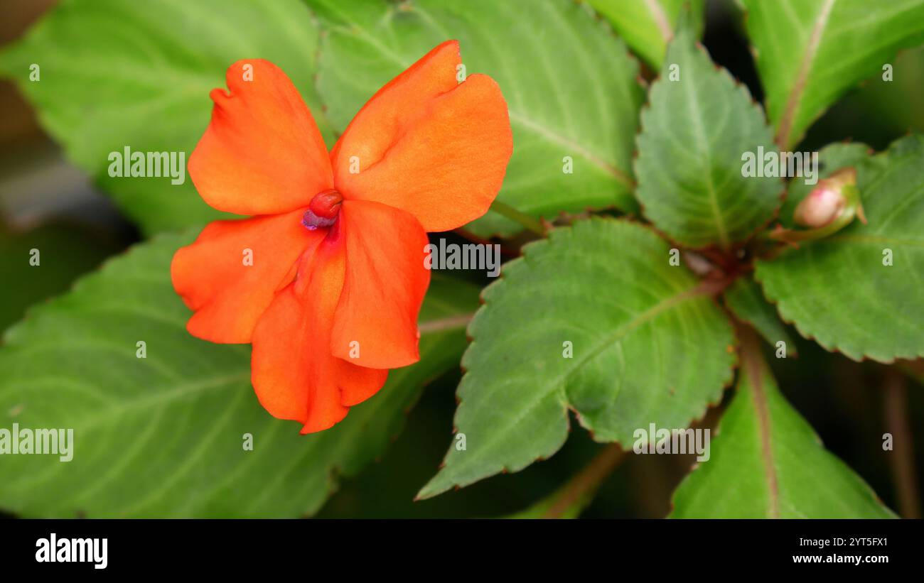 Busy Lizzie flower is a bright orange with five petals and a reddish ...