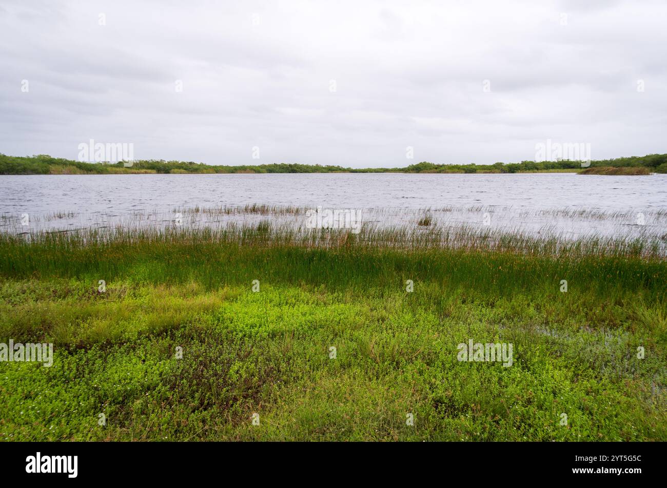 The Swamp land at Everglades National Park, Florida, United States ...