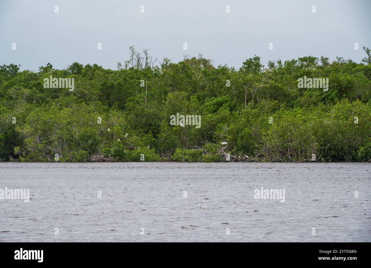 The Swamp land at Everglades National Park, Florida, United States ...