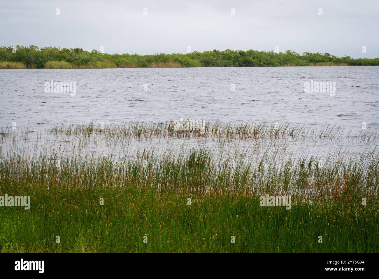 The Swamp land at Everglades National Park, Florida, United States ...
