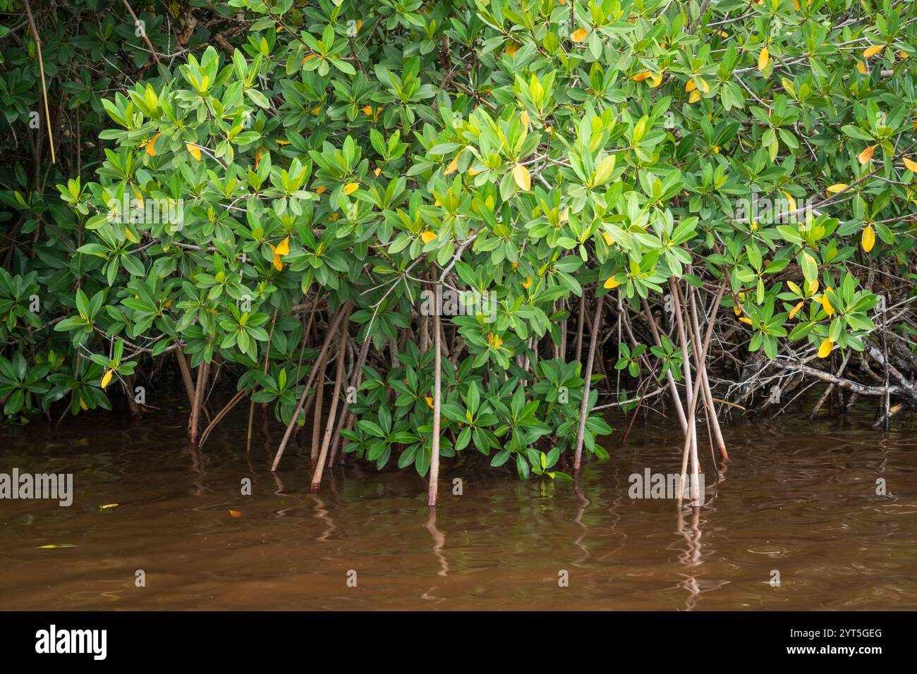 The Swamp land at Everglades National Park, Florida, United States ...