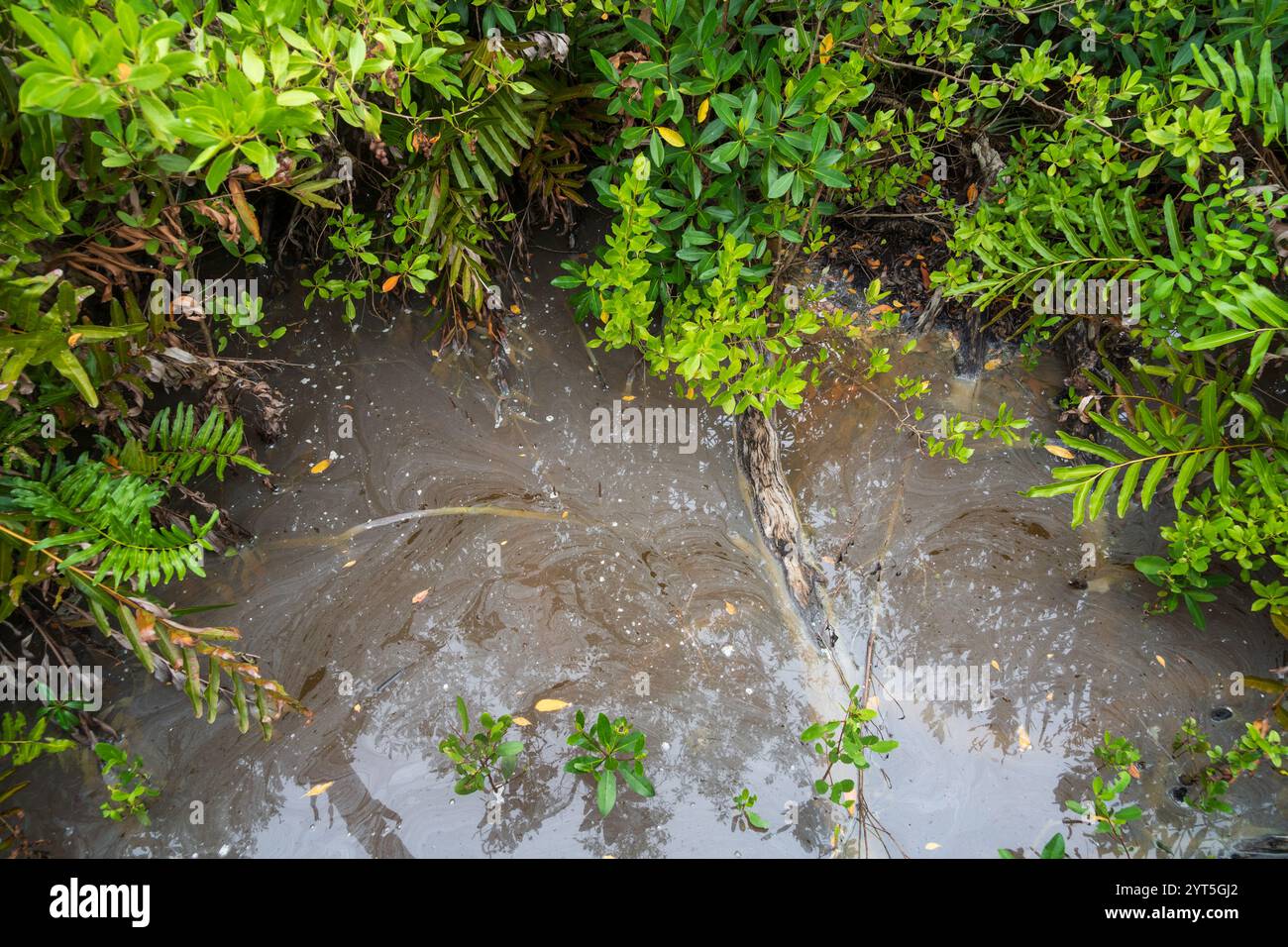 The Swamp land at Everglades National Park, Florida, United States ...