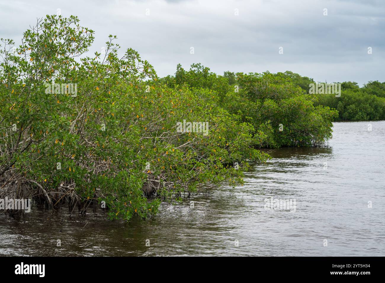 The Swamp land at Everglades National Park, Florida, United States ...