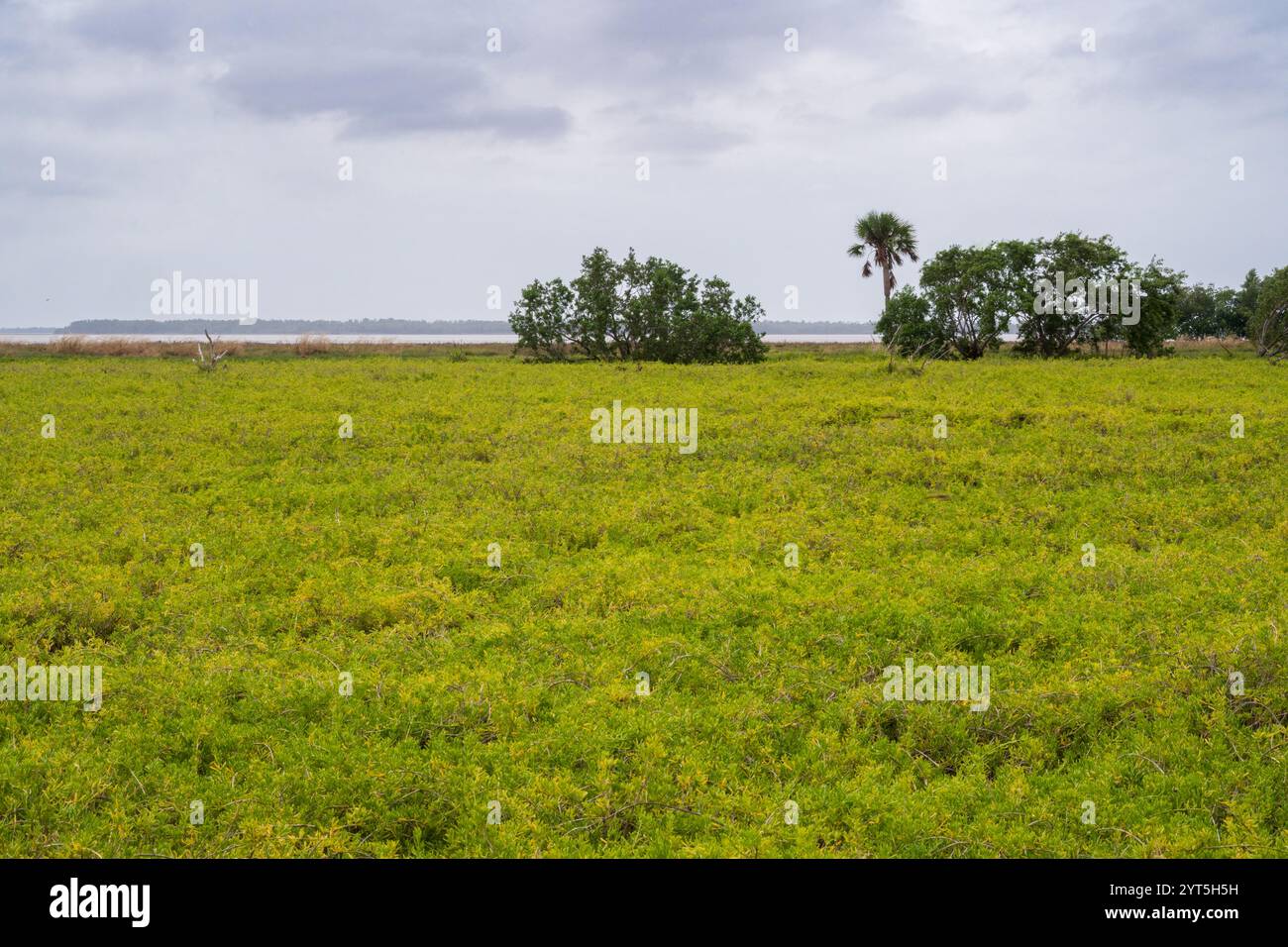 The Swamp land at Everglades National Park, Florida, United States ...