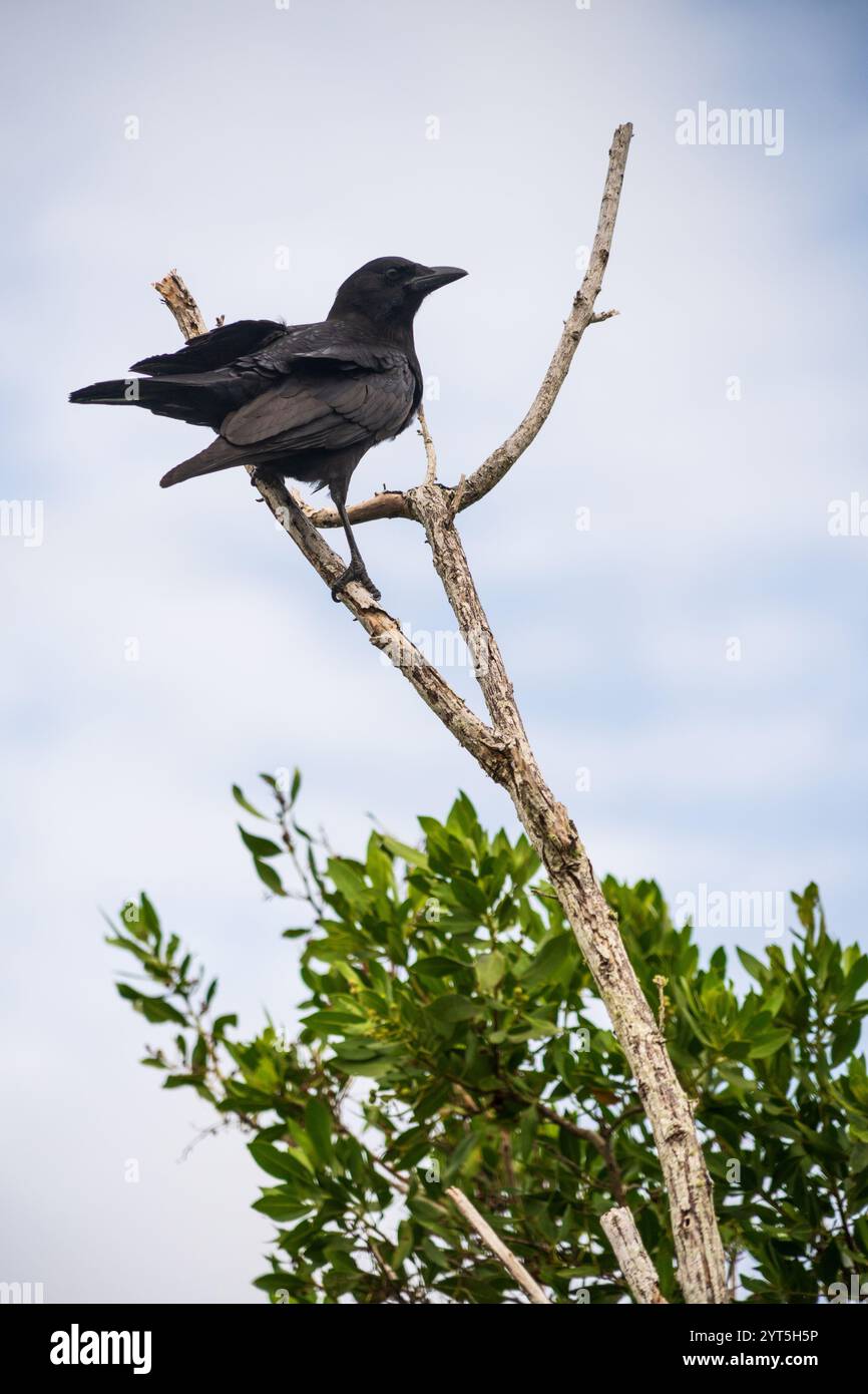 A Crow in a Tree, the Swamps of Everglades National Park, Florida ...