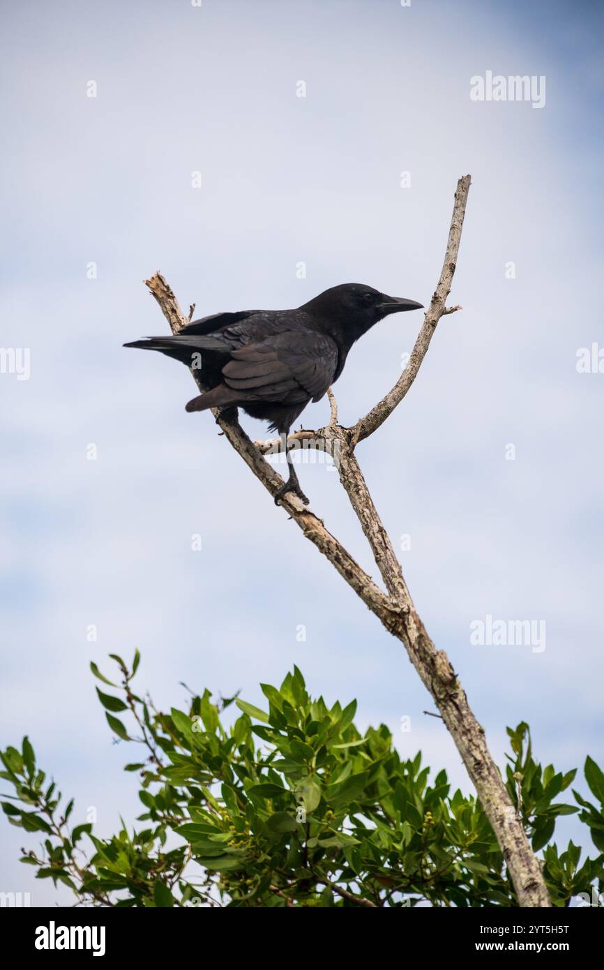 A Crow in a Tree, the Swamps of Everglades National Park, Florida ...