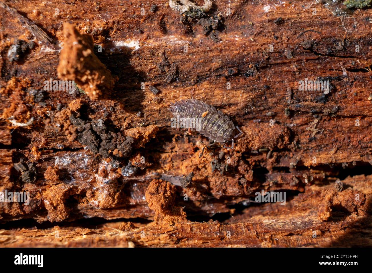 Woodlouse (oniscidea) on decaying wood *** Local Caption *** Stock ...